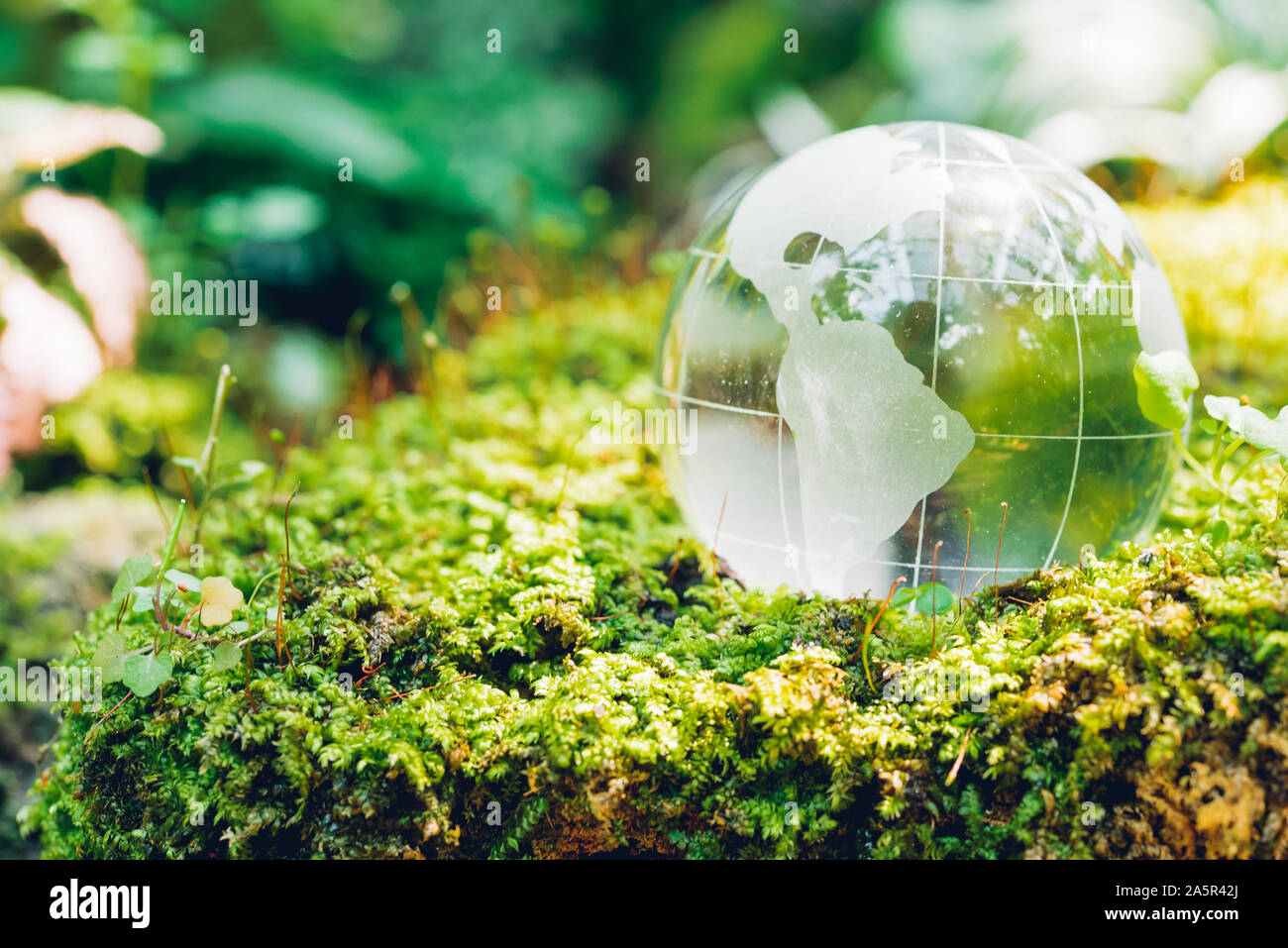 Globe glass in grass forest on nature background, Environment Day ...