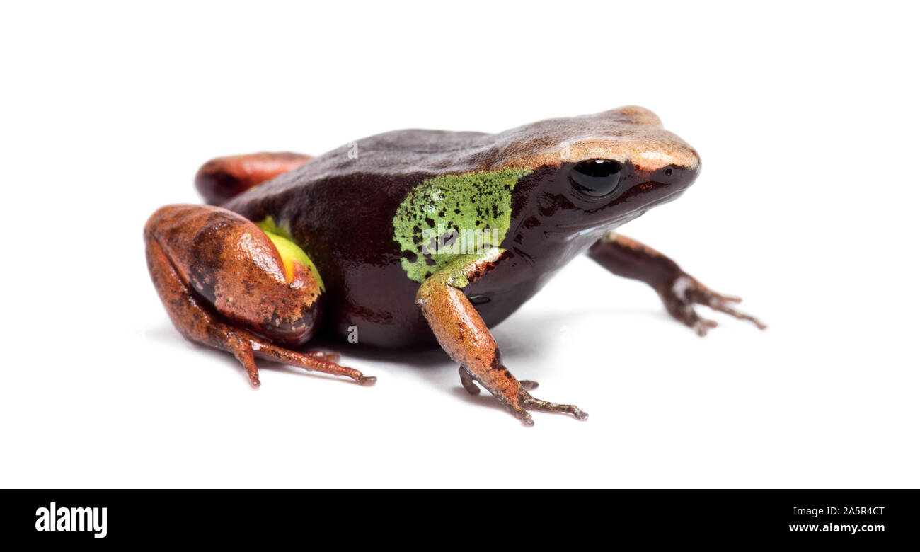 Beautiful mantella, Mantella pulchra, in front of white background ...