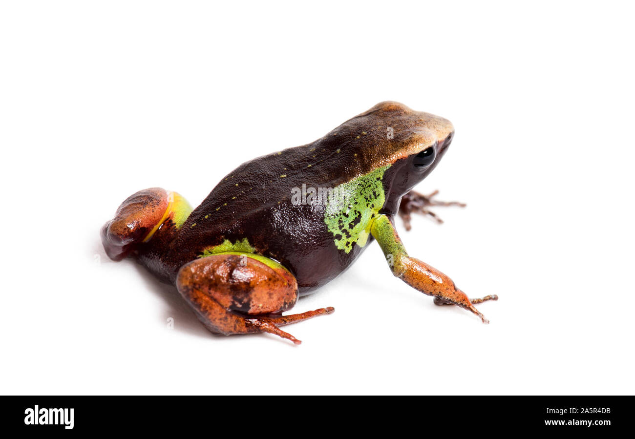 Beautiful mantella, Mantella pulchra, in front of white background ...