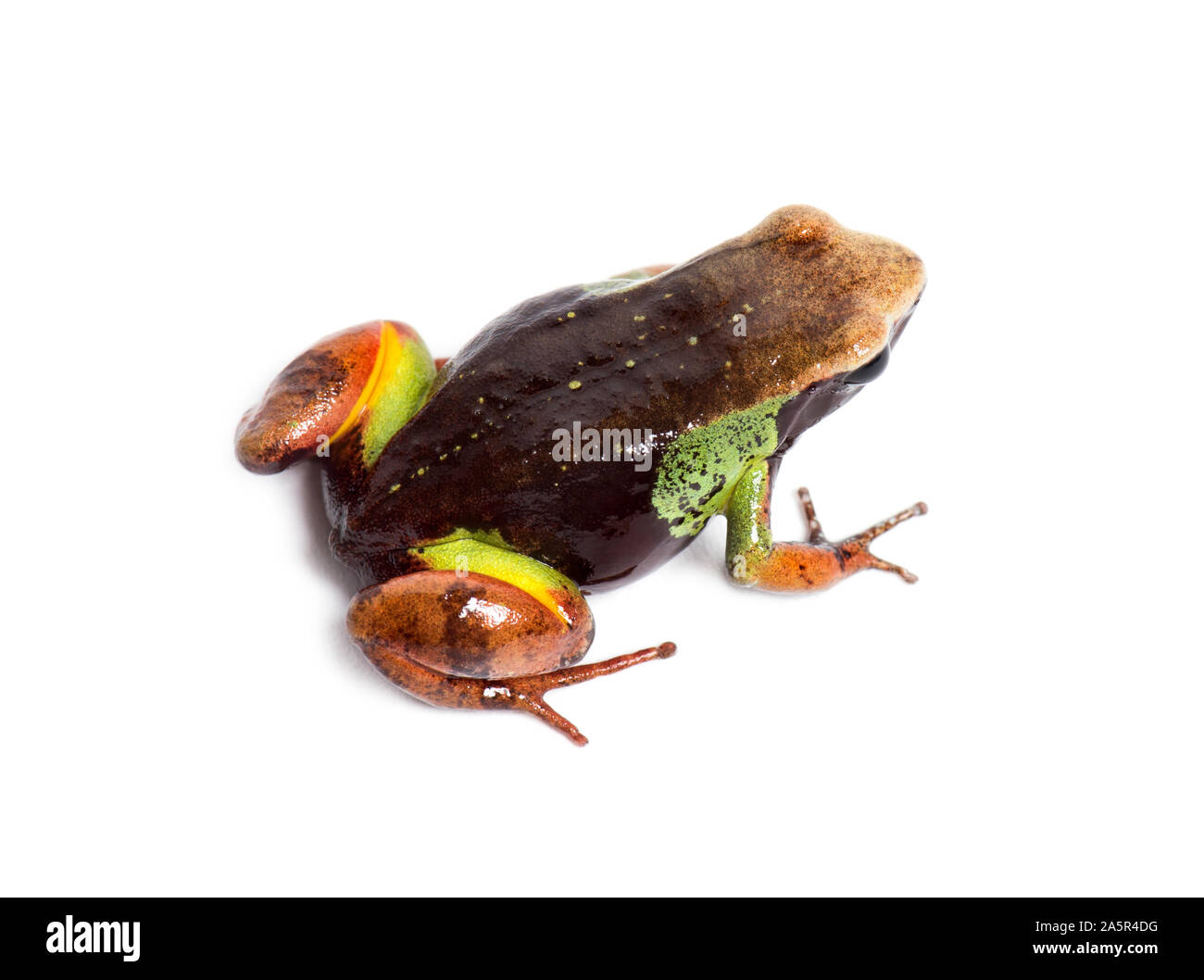 Beautiful mantella, Mantella pulchra, in front of white background ...