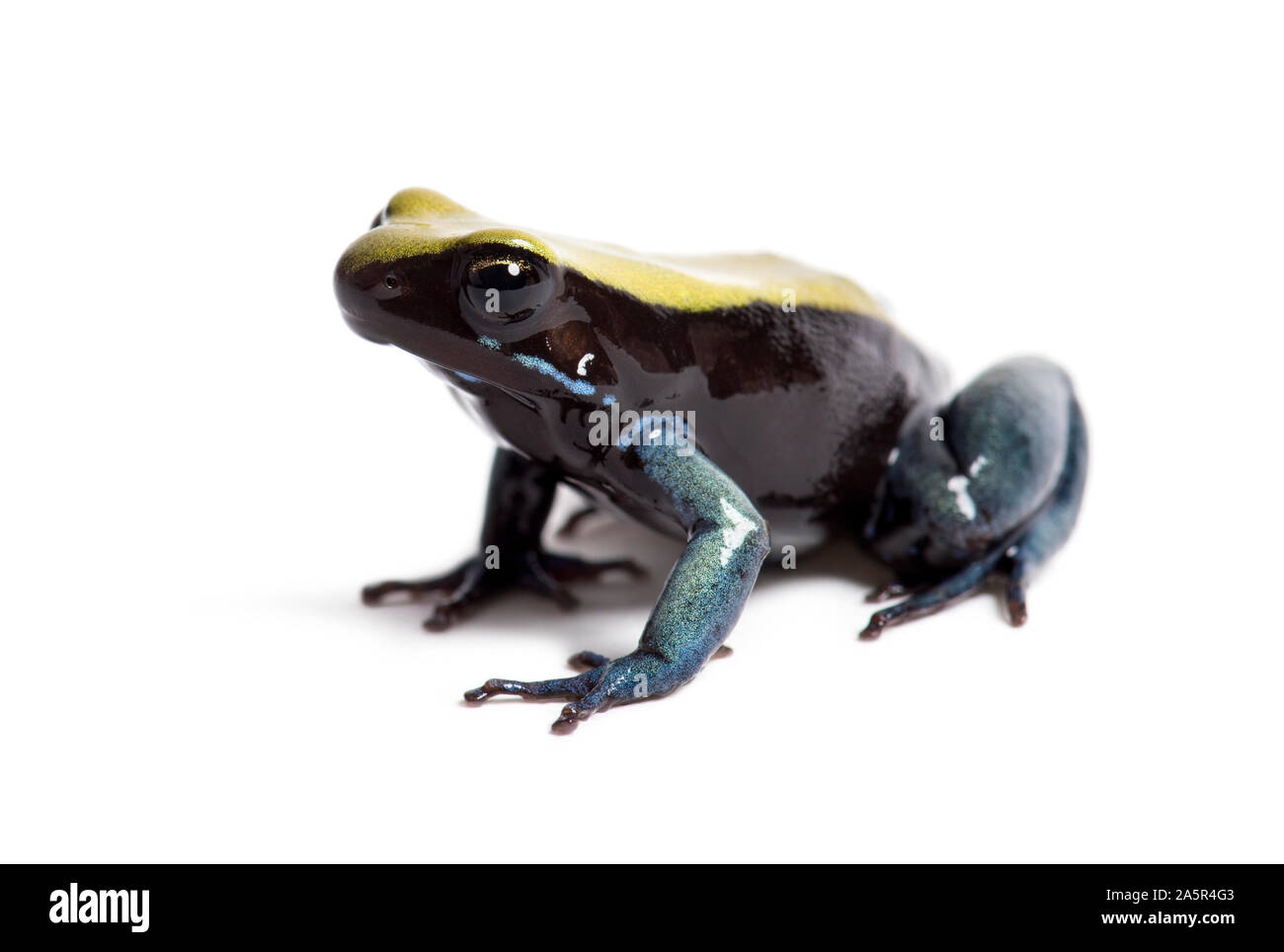 Blue-legged mantella, Mantella expectata, in front of white background ...