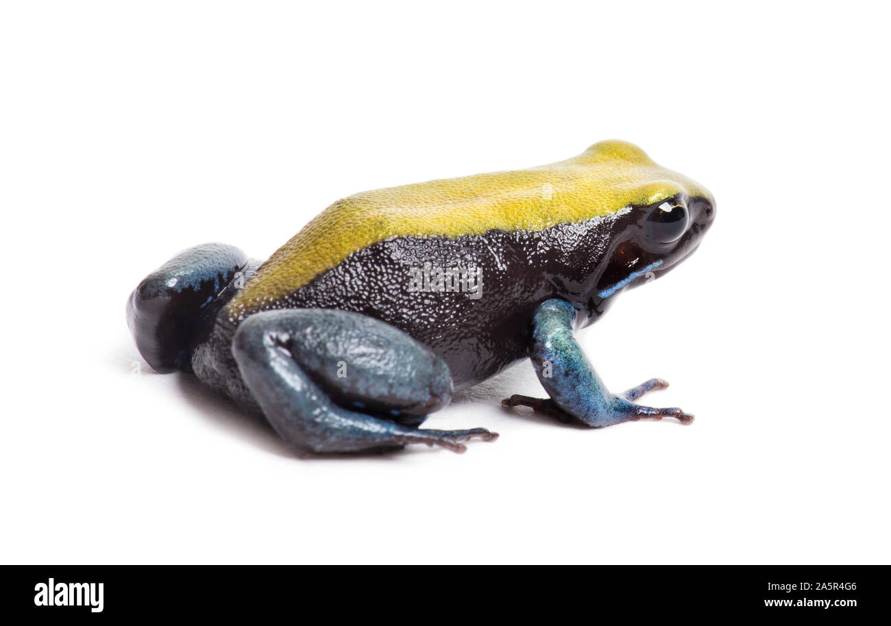 Blue-legged mantella, Mantella expectata, in front of white background ...