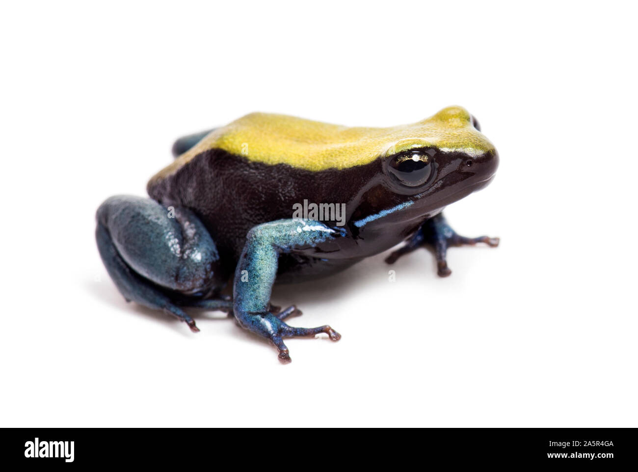 Blue-legged mantella, Mantella expectata, in front of white background ...