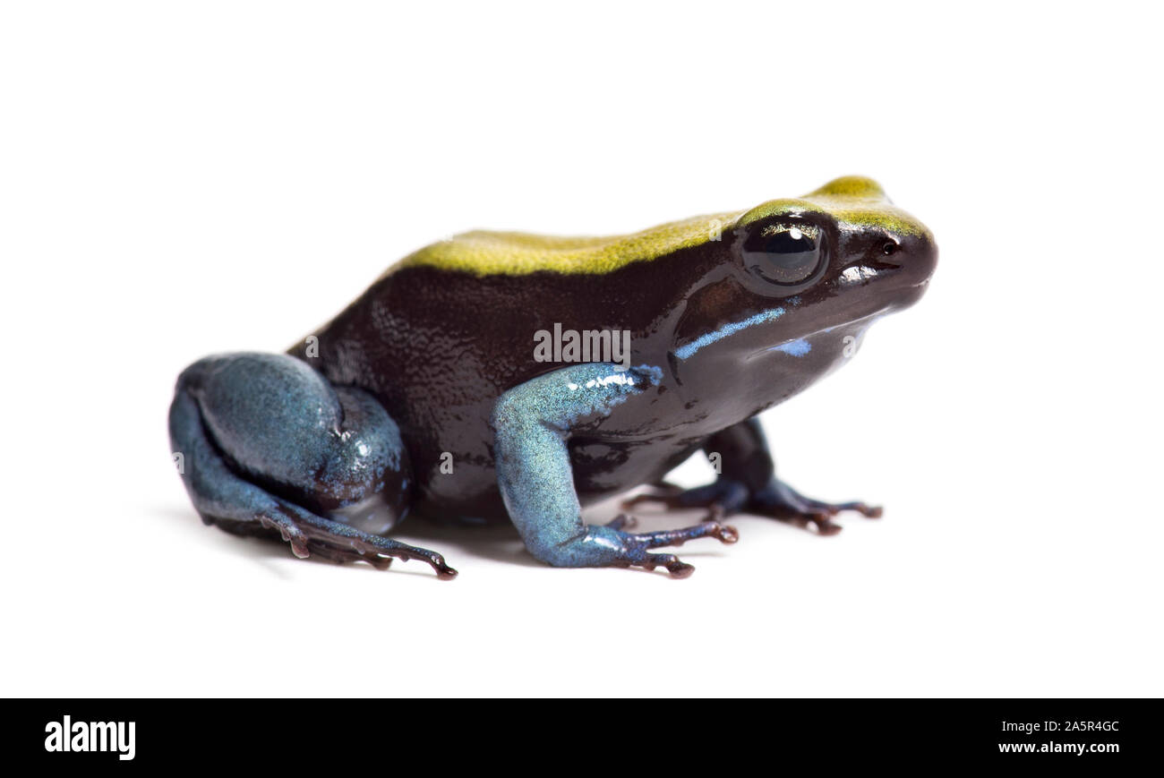 Blue-legged mantella, Mantella expectata, in front of white background ...