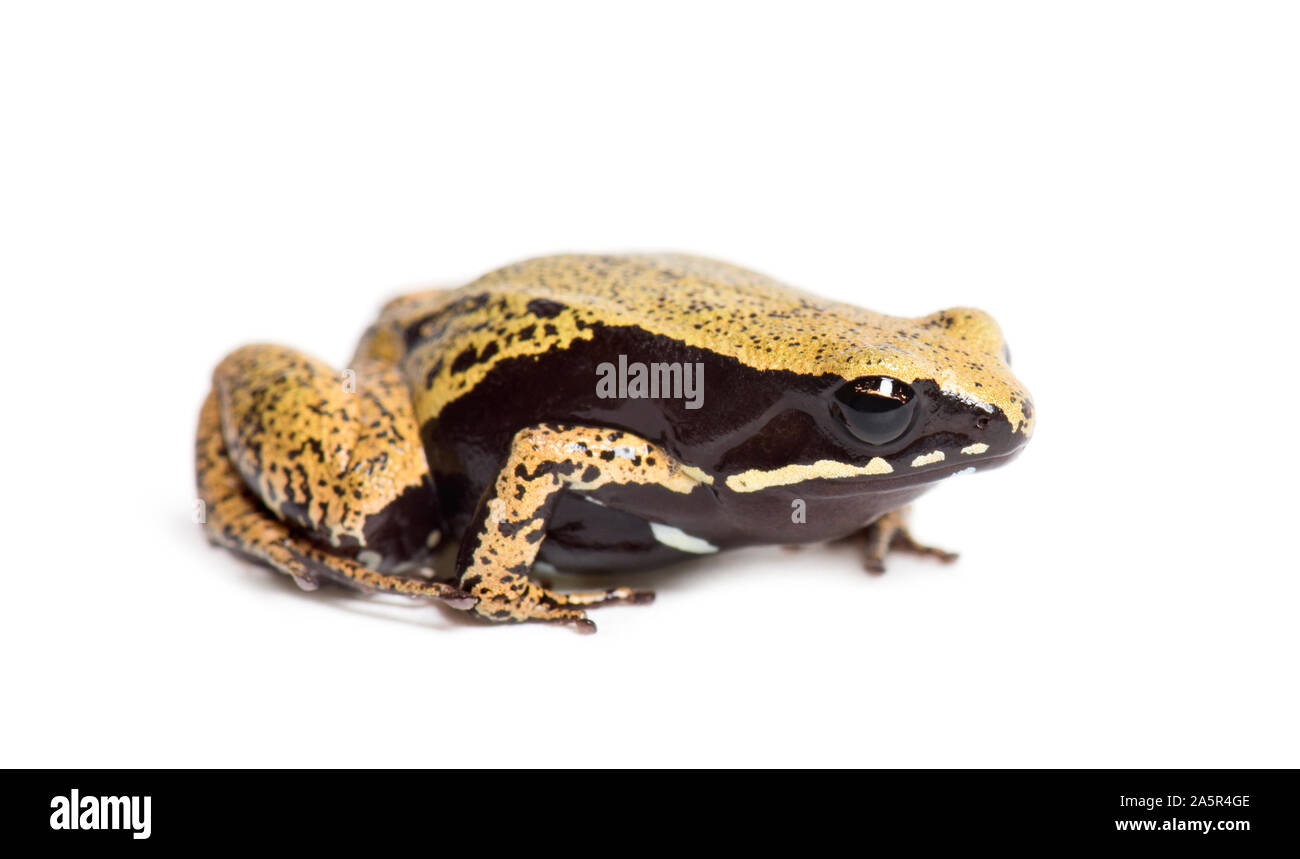 Yellow mantella or eastern mantella, Mantella crocea, in front of white ...