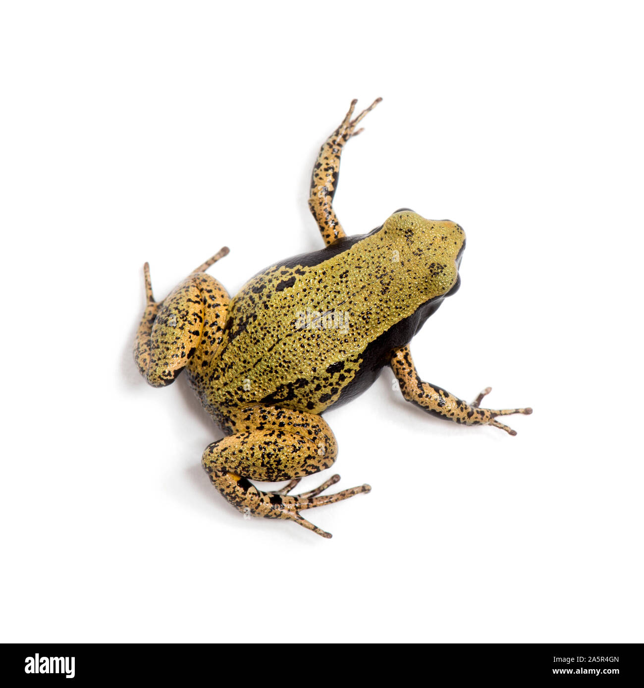 Yellow mantella or eastern mantella, Mantella crocea, in front of white ...