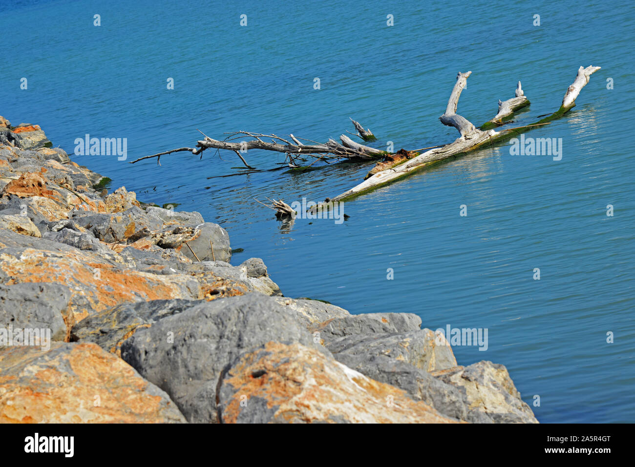 Dead branches floating on water hi-res stock photography and images - Alamy