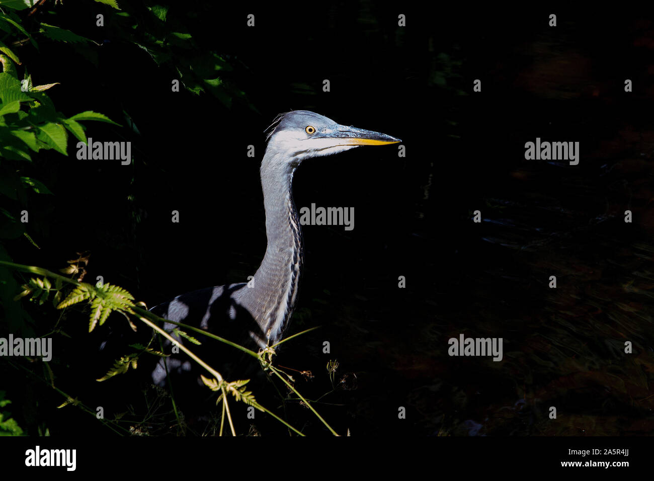 Fish in beaks hi-res stock photography and images - Alamy
