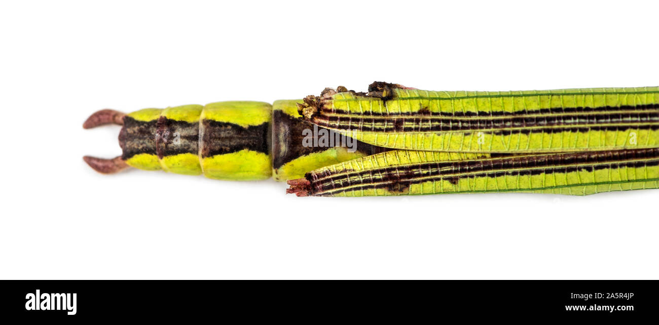 Yellow flying stick insect hi-res stock photography and images - Alamy