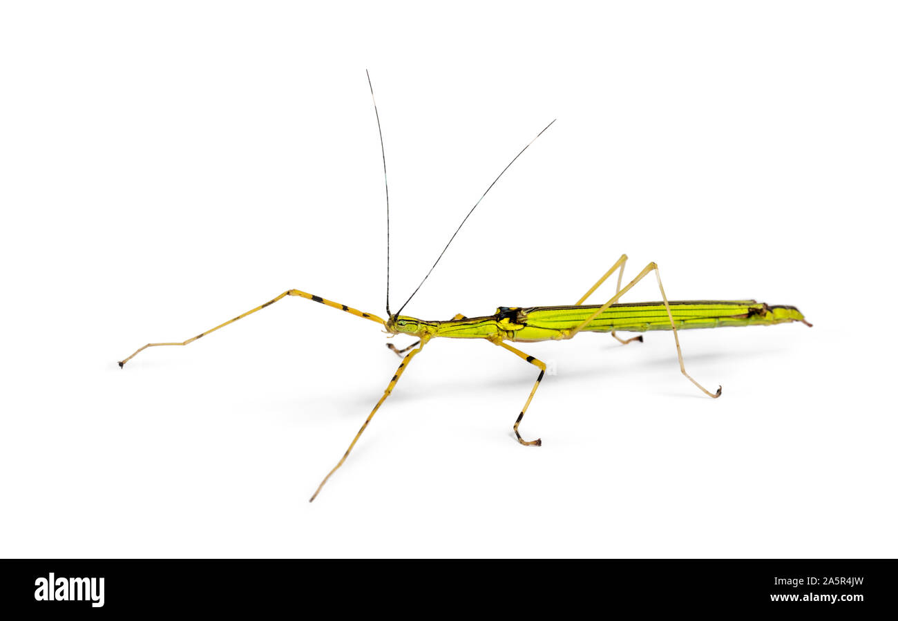 Flying Stick Insect Cut Out Stock Images & Pictures - Alamy