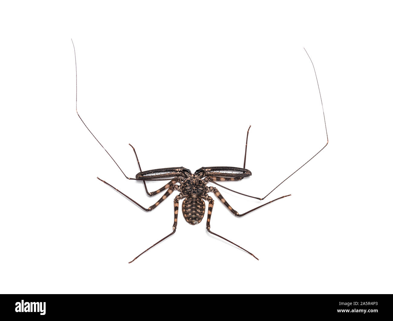 Damon diadema is a species of amblypygid, sometimes known as the ...