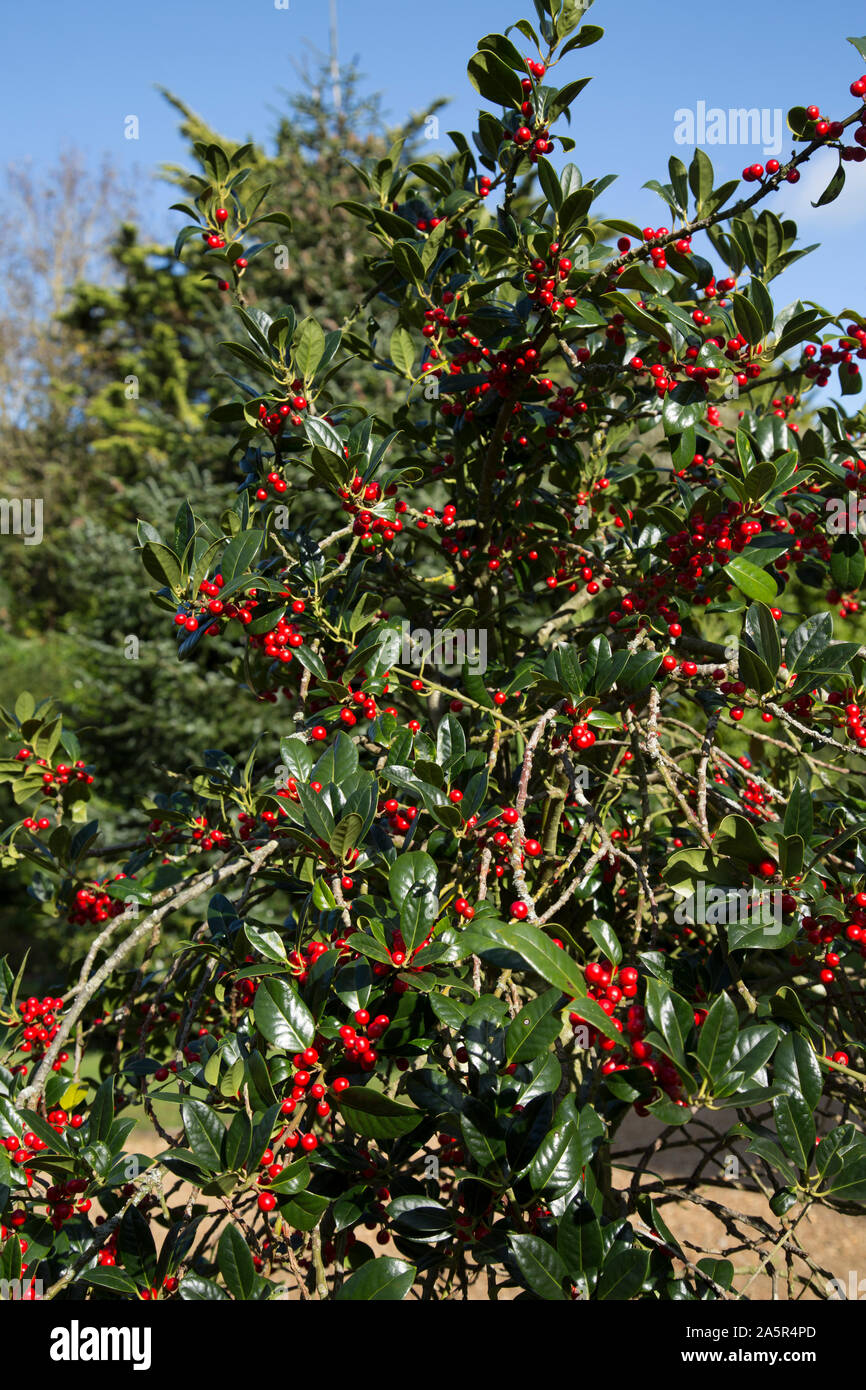 Holly tree with red berries, Osborne House, Cowes, Isle of Wight, UK ...