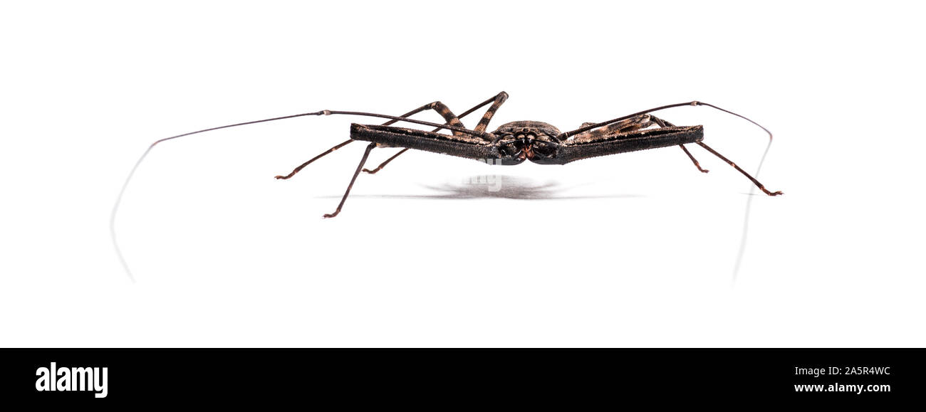 Damon diadema is a species of amblypygid, sometimes known as the ...