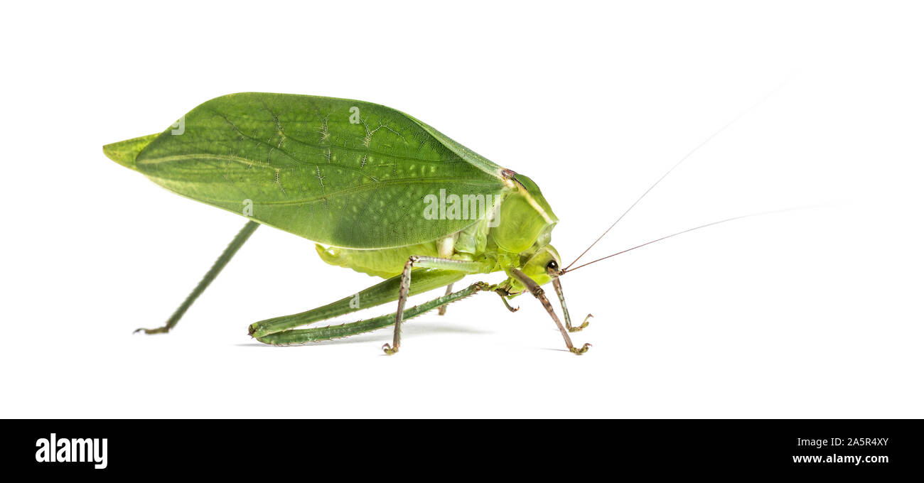 Giant Katydid Eating Carrot