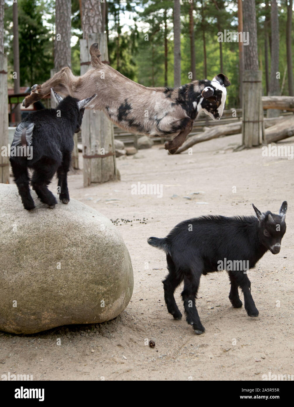 Kolmården Zoo. Jumping african dwarf.Photo Jeppe Gustafsson Stock Photo ...