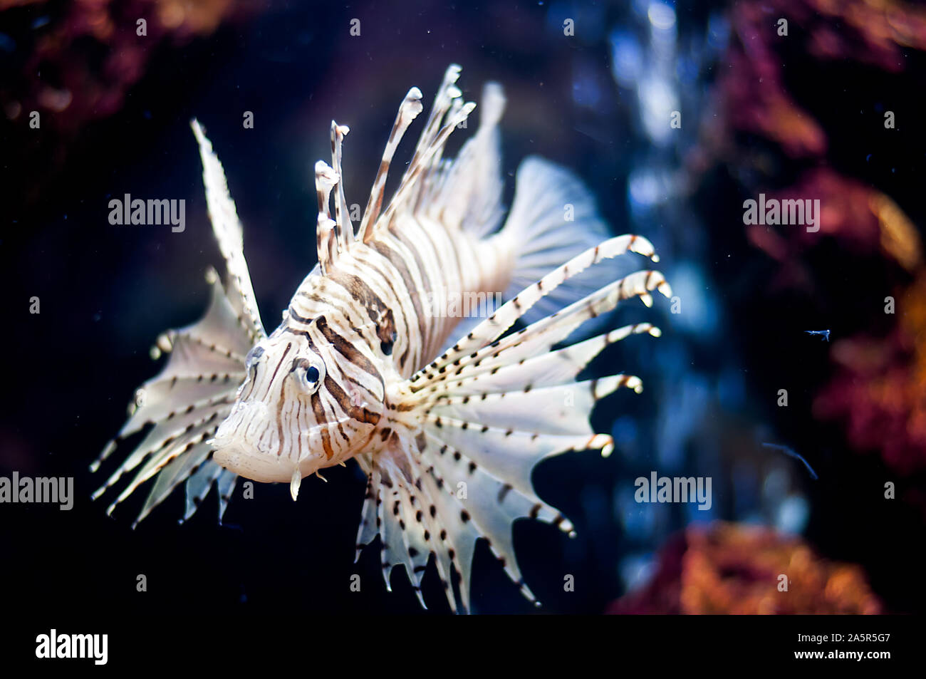 A Lion fish in the fish museum Stock Photo - Alamy