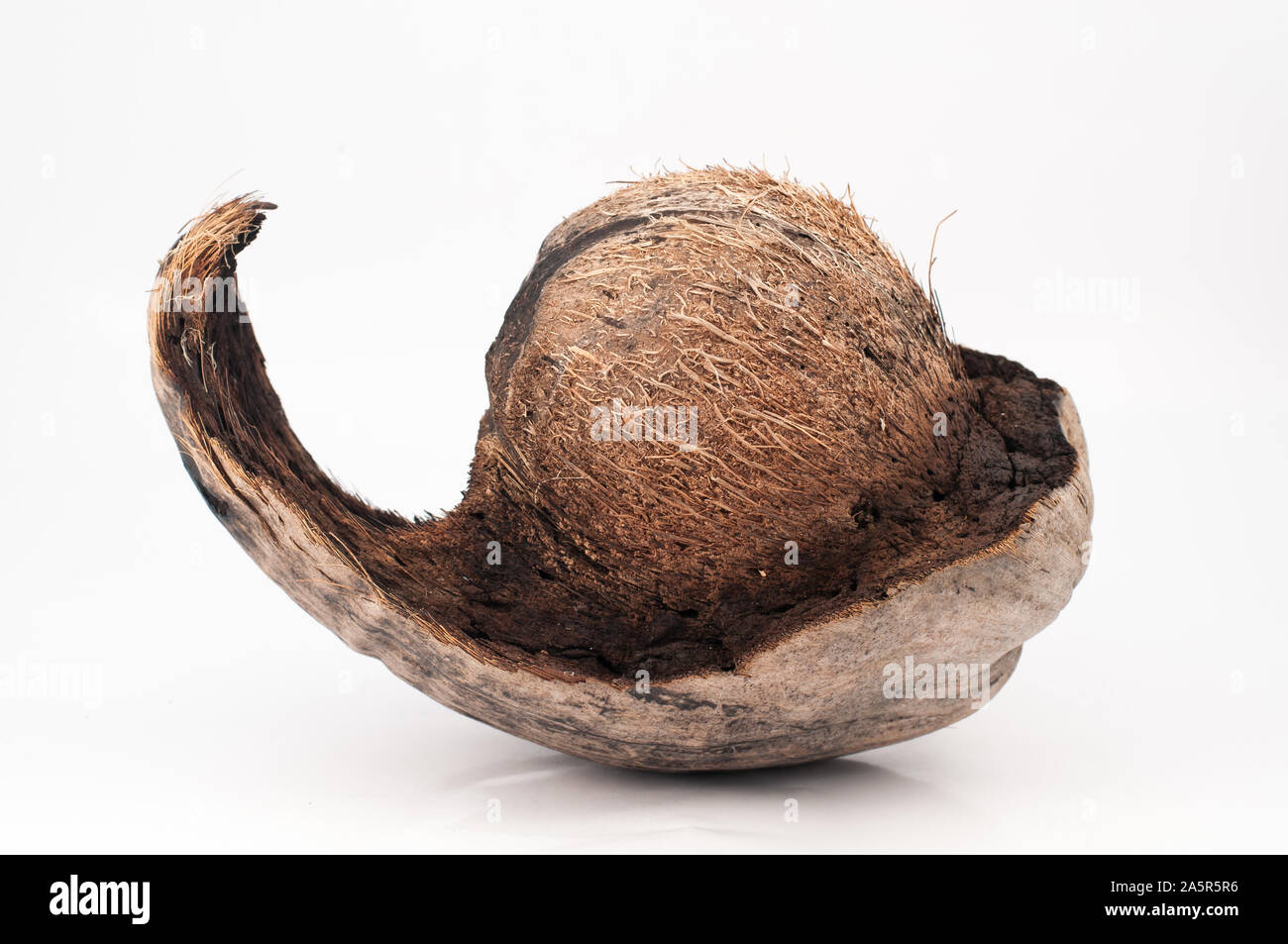 The burned coconut strange to see นฃon white background Stock Photo - Alamy
