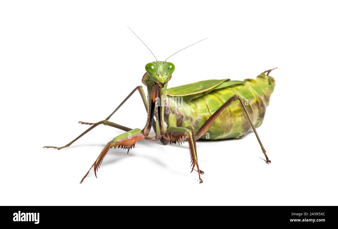 Australian praying mantis hi-res stock photography and images - Alamy