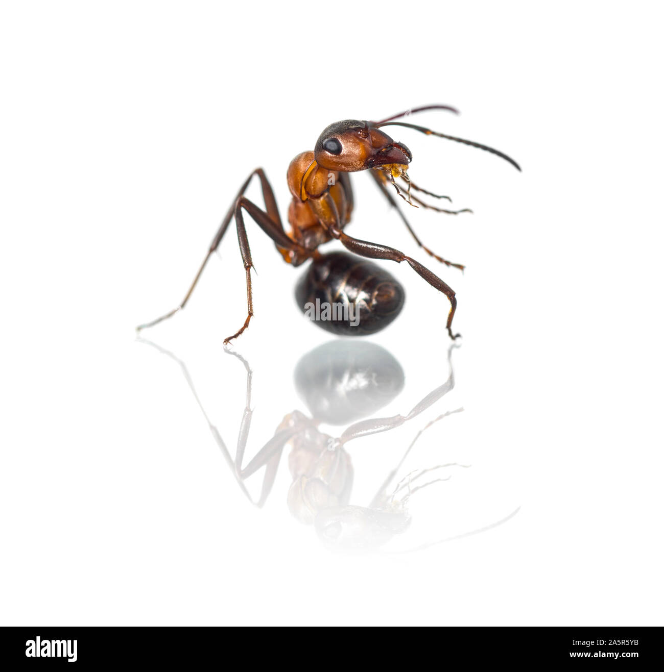 European ant isolated hi-res stock photography and images - Alamy