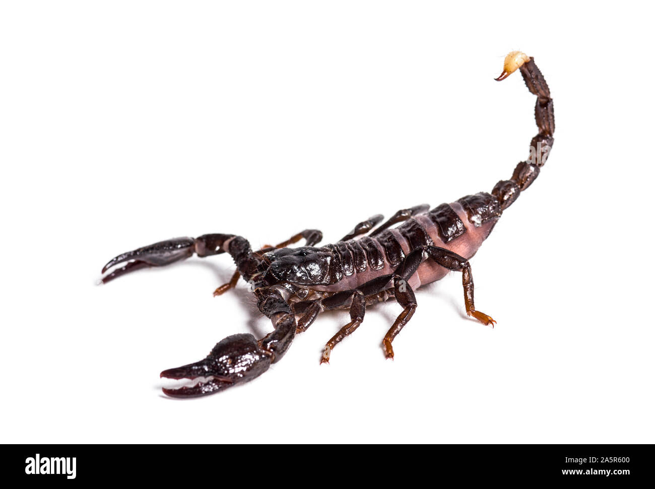 Scorpion, Pandinus dictator, in front of white background Stock Photo ...