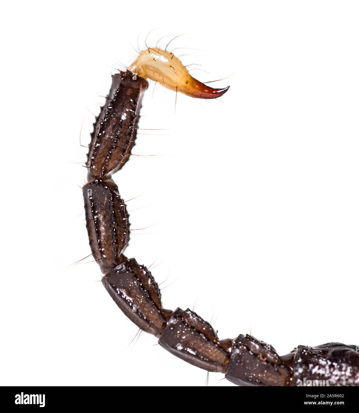 Close up of the tail and stinger of Pandinus dictator, in front of ...