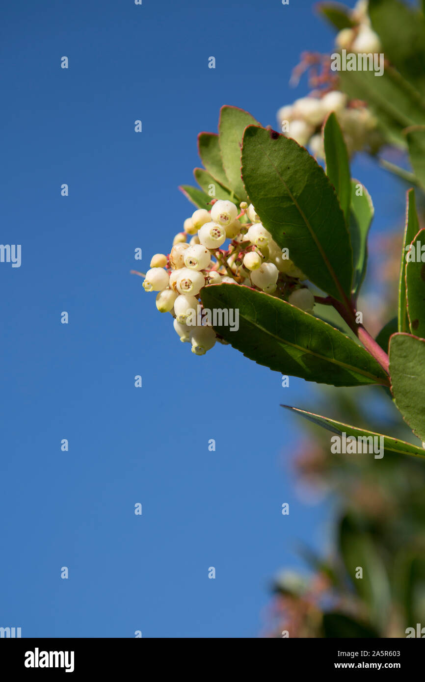 Sorbus white berries hi-res stock photography and images - Alamy