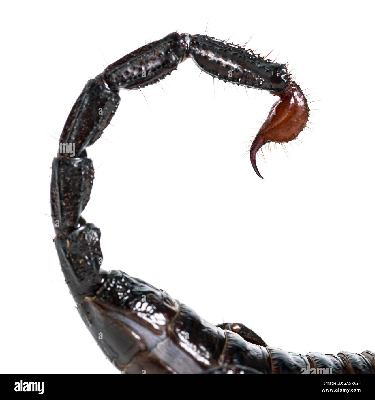 Close up of the tail and stinger of Pandinus imperator, in front of ...