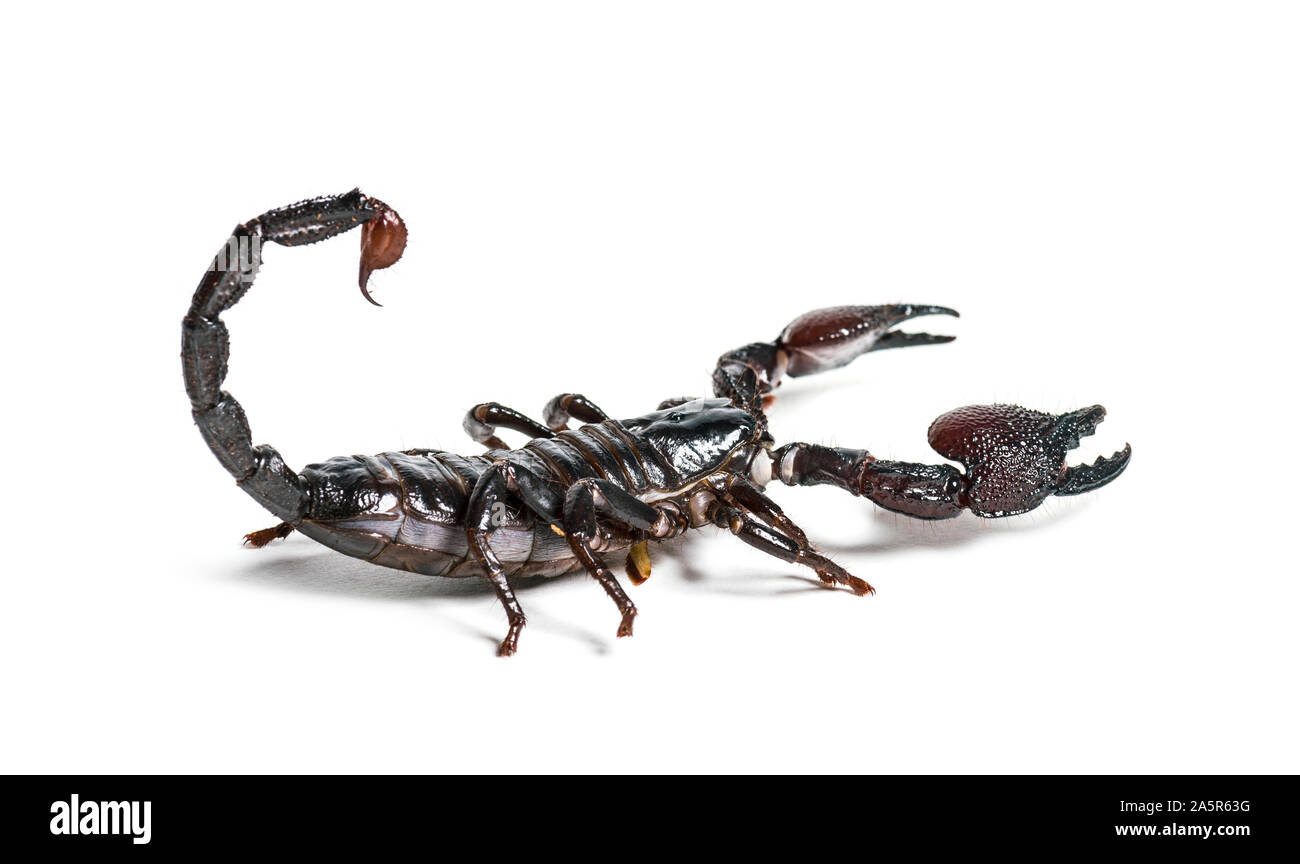 Emperor scorpion, Pandinus imperator, in front of white background ...