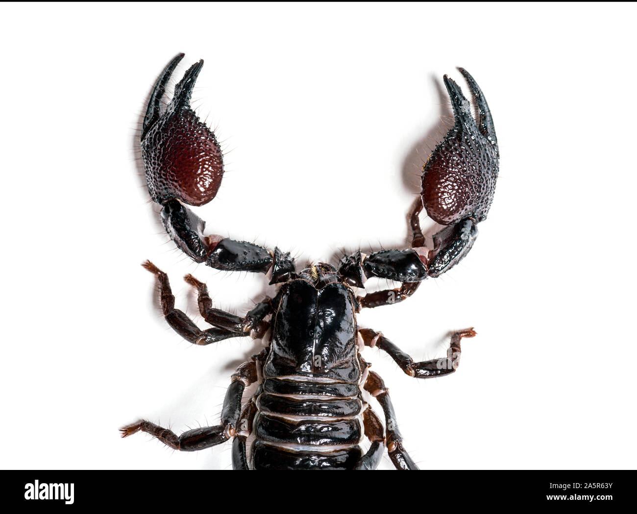 Emperor Scorpion Face