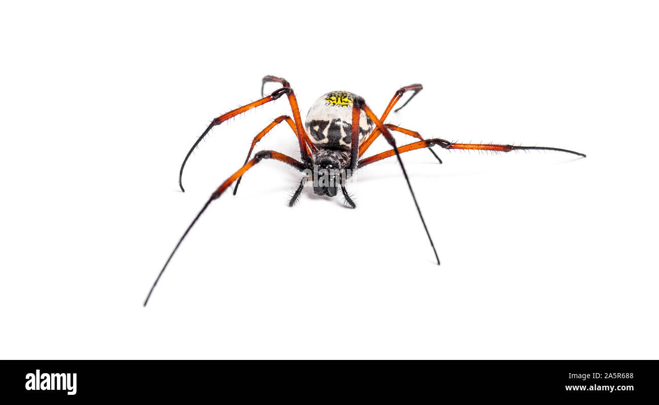 Nephila inaurata, commonly known as the red-legged golden orb-weaver ...