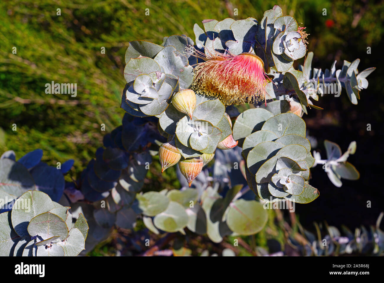 View of a Rose Mallee eucalyptus flower in Australia Stock Photo - Alamy
