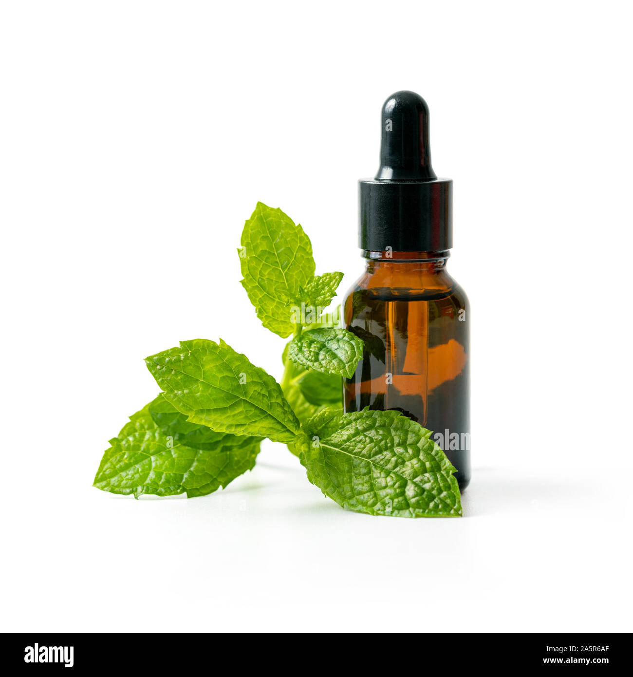 Peppermint Oil Knats