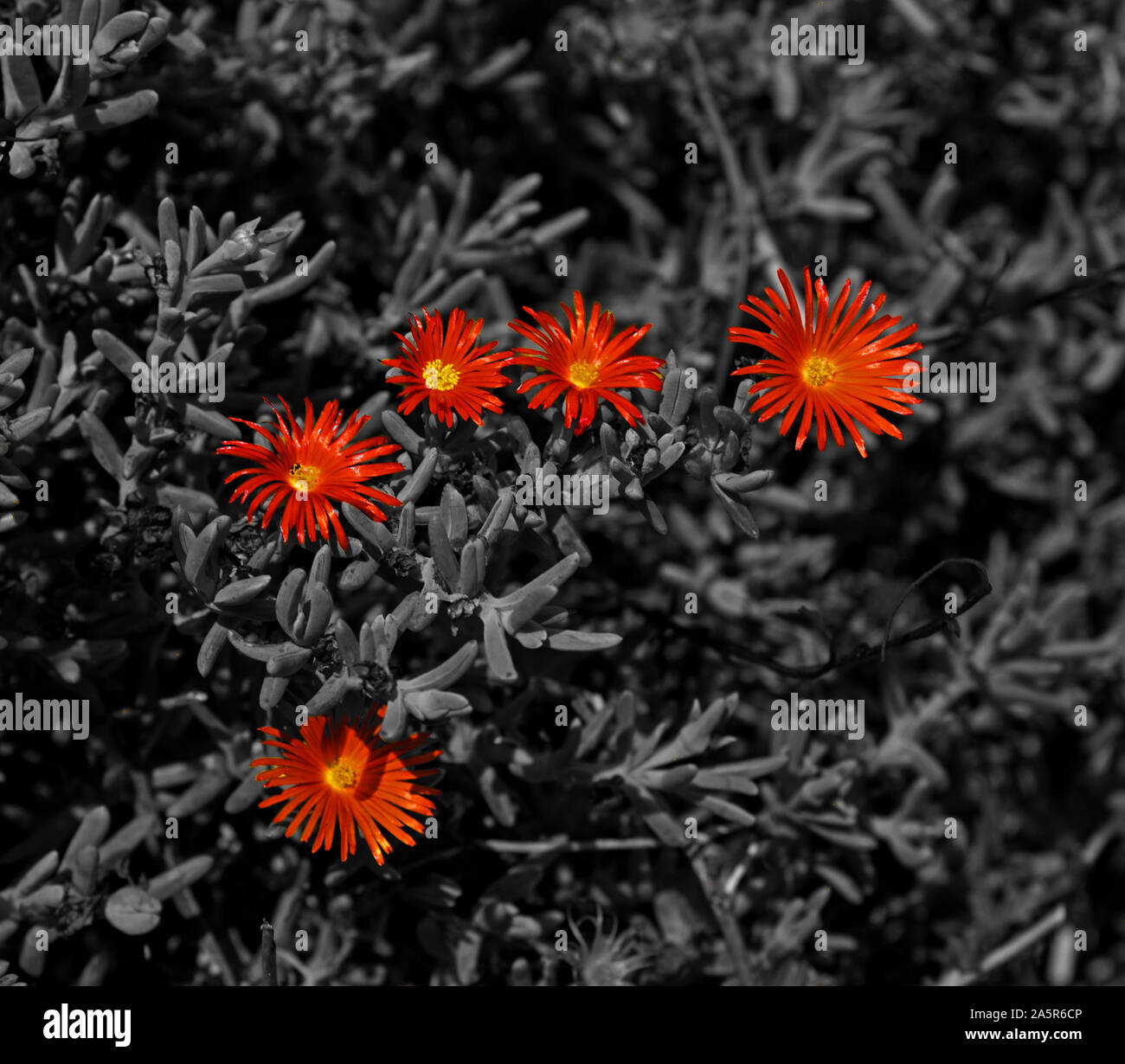 Small orange and yellow daisy like flowers Stock Photo - Alamy
