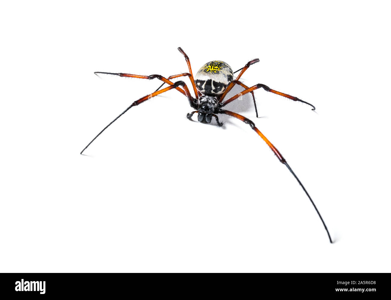 Nephila inaurata, commonly known as the red-legged golden orb-weaver ...