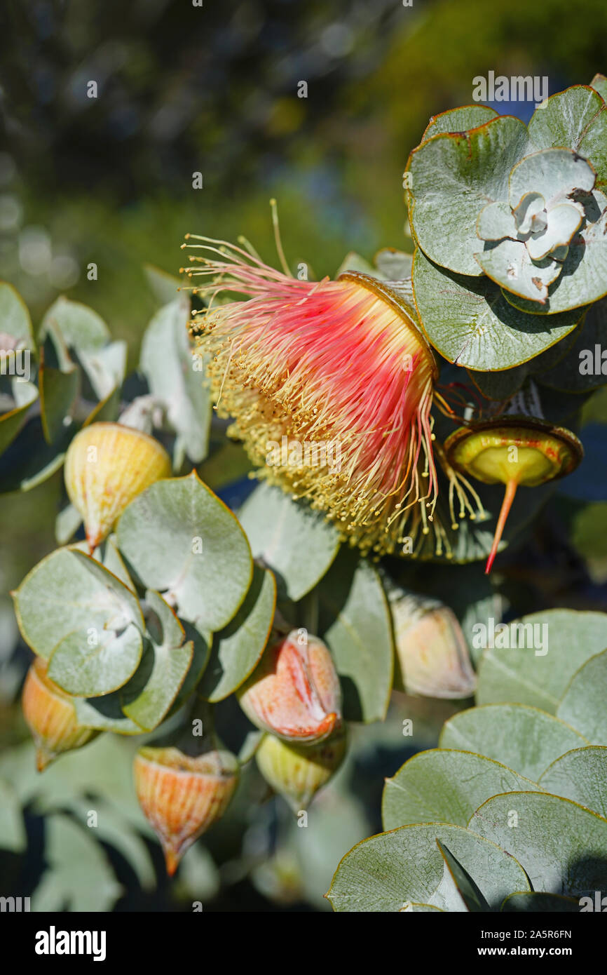 Rose mallee hi-res stock photography and images - Alamy