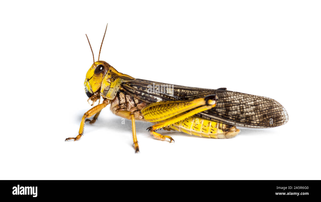 Locusta migratoria grasshopper hi-res stock photography and images - Alamy