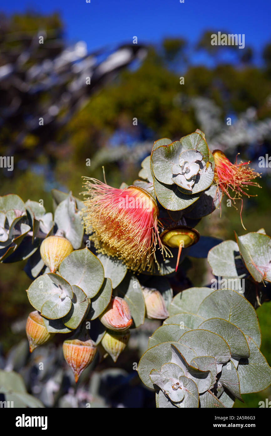 Rose mallee hi-res stock photography and images - Alamy