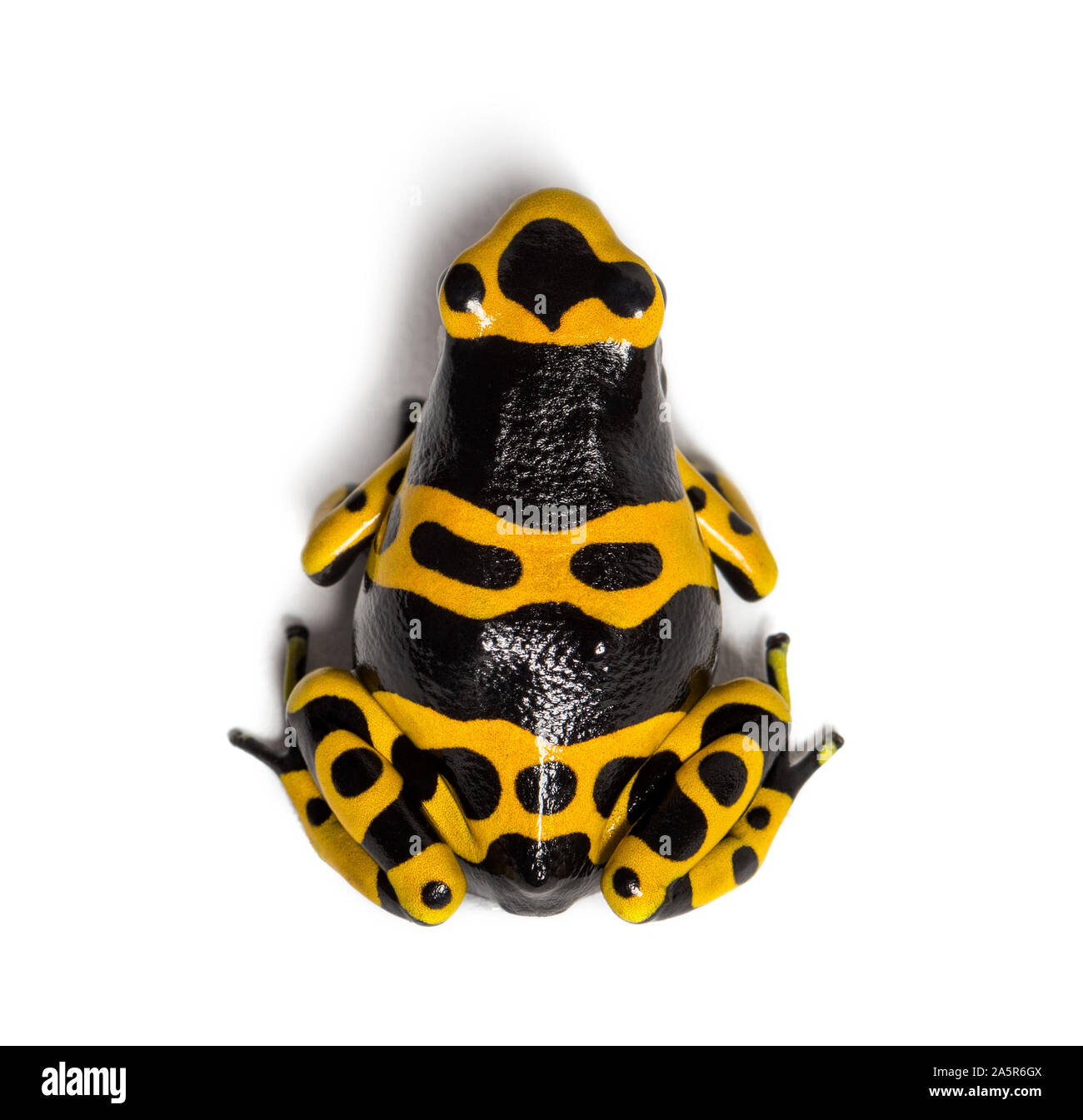 Top view of a Yellow-banded poison dart frog, Dendrobates leucomelas ...