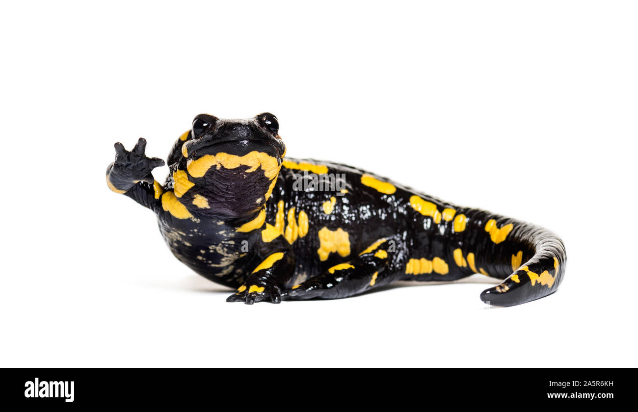 Salamander White Background