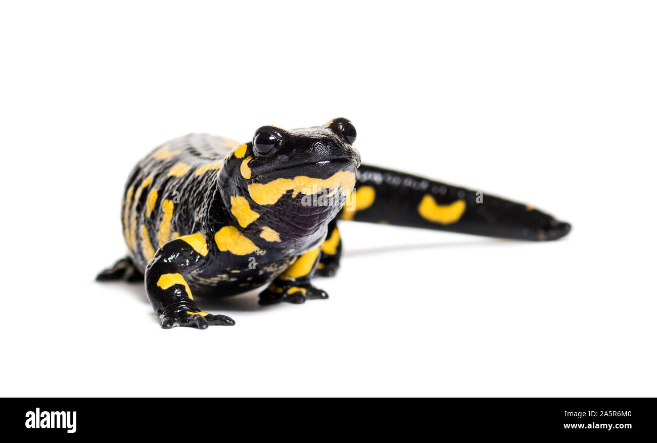 Fire salamander, Salamandra salamandra, in front of white background ...