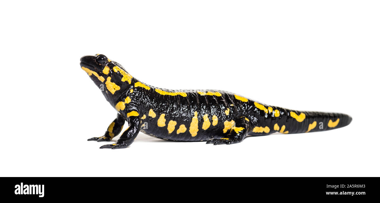 Fire salamander side view hi-res stock photography and images - Alamy