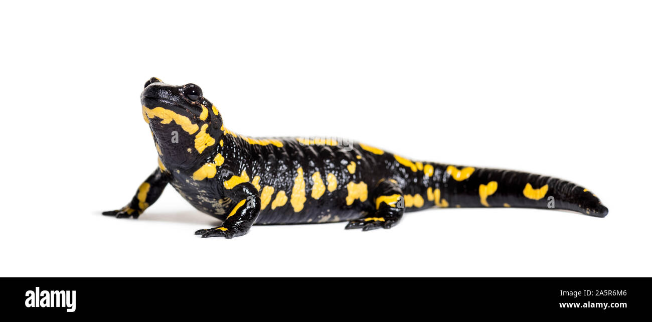 Fire salamander, Salamandra salamandra, in front of white background ...