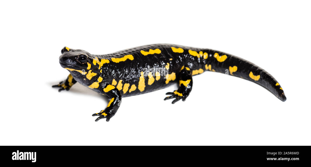 Fire salamander, Salamandra salamandra, in front of white background ...