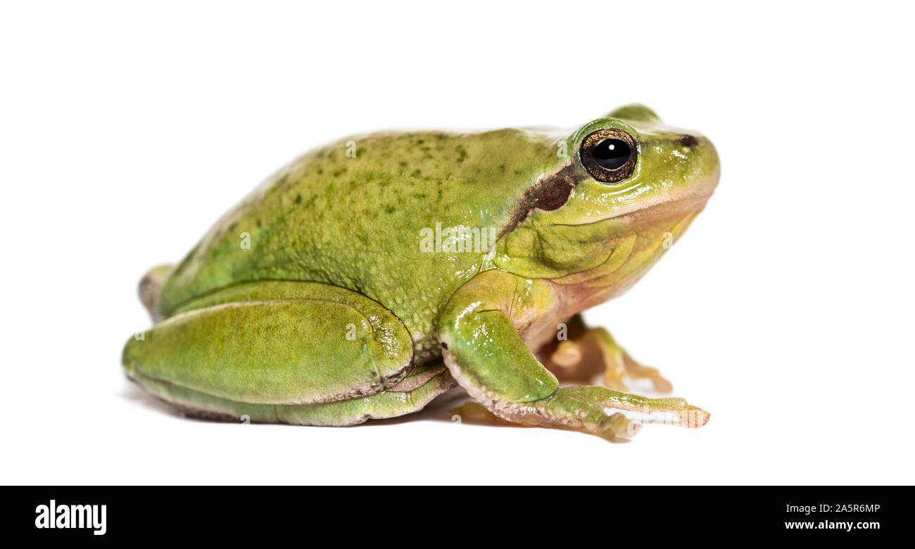 Mediterranean tree frog or stripeless tree frog, Hyla meridionalis, in ...