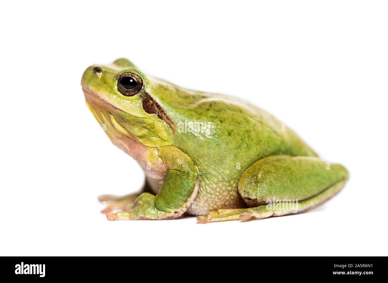 Mediterranean tree frog or stripeless tree frog, Hyla meridionalis, in ...