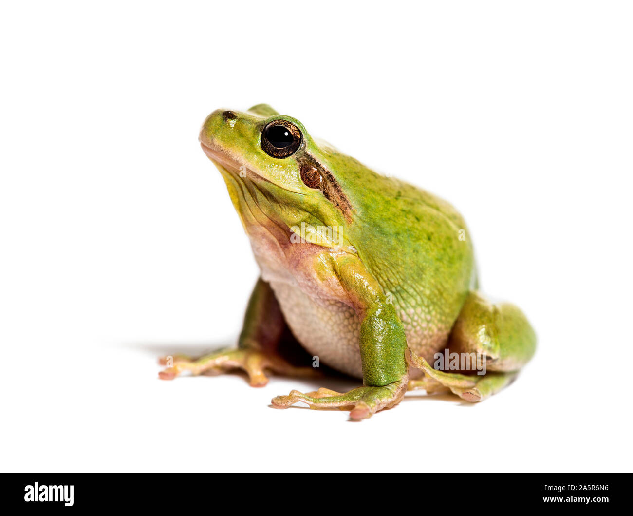 Mediterranean tree frog or stripeless tree frog, Hyla meridionalis, in ...
