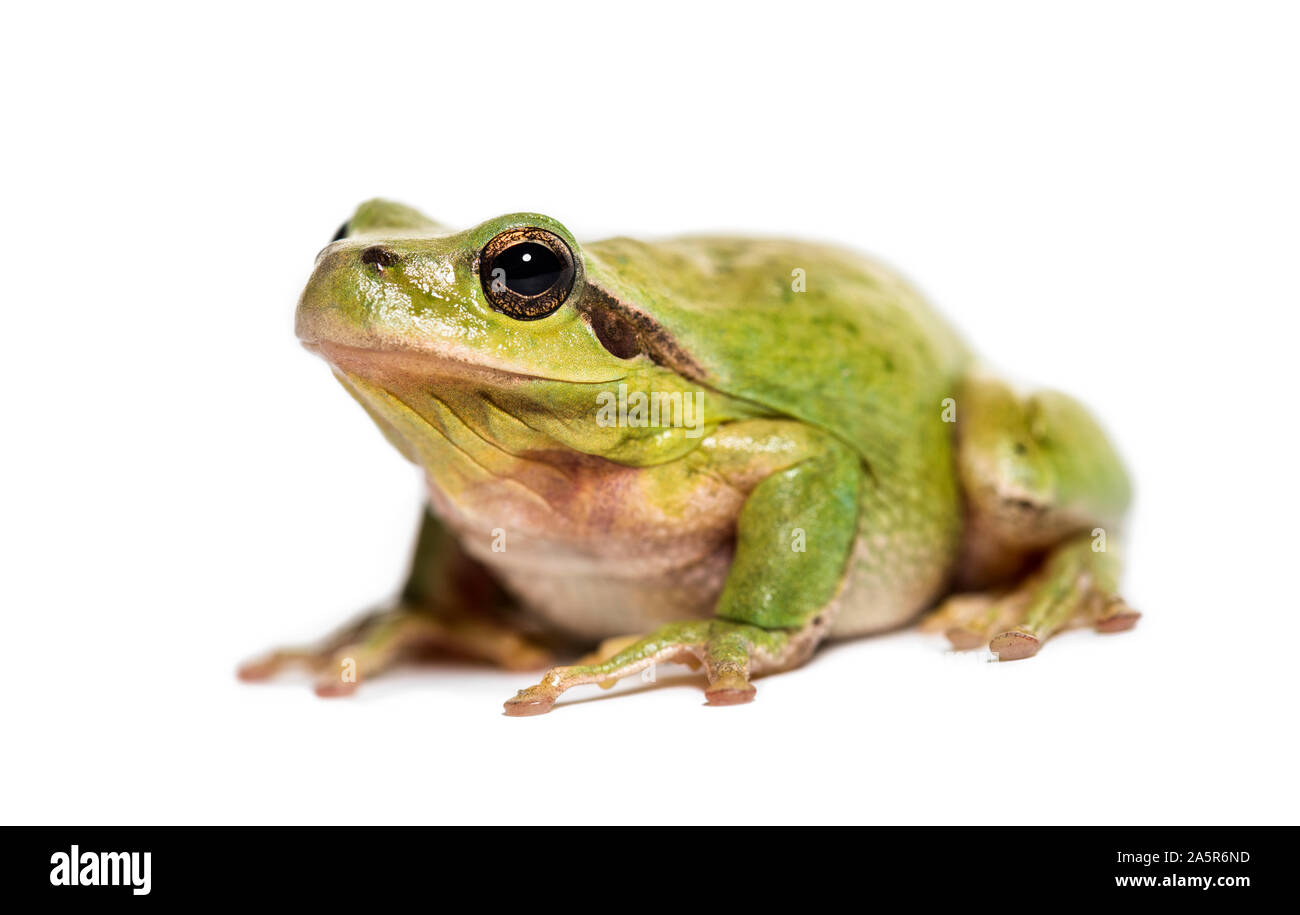 Mediterranean tree frog or stripeless tree frog, Hyla meridionalis, in ...