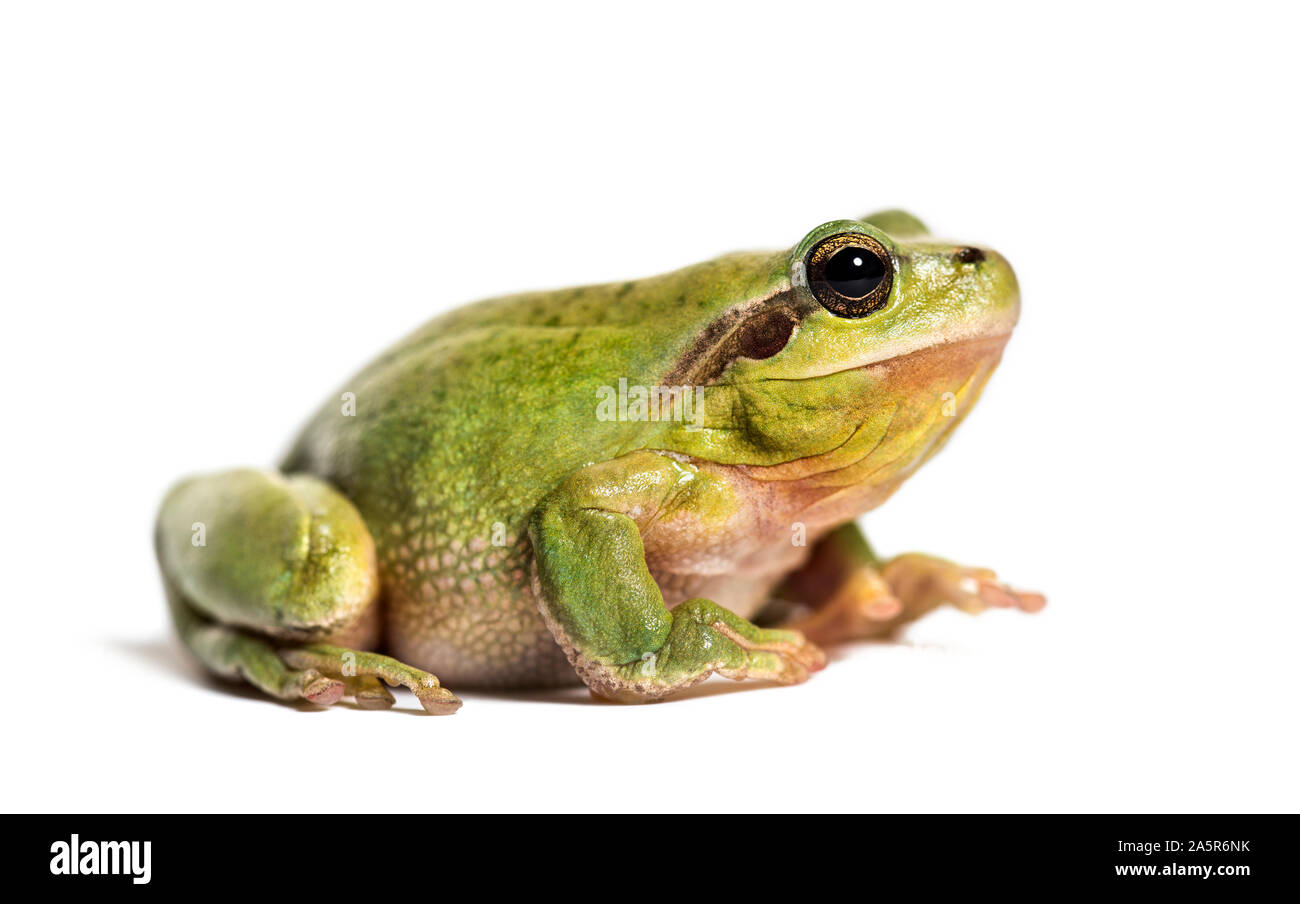 Mediterranean tree frog or stripeless tree frog, Hyla meridionalis, in ...