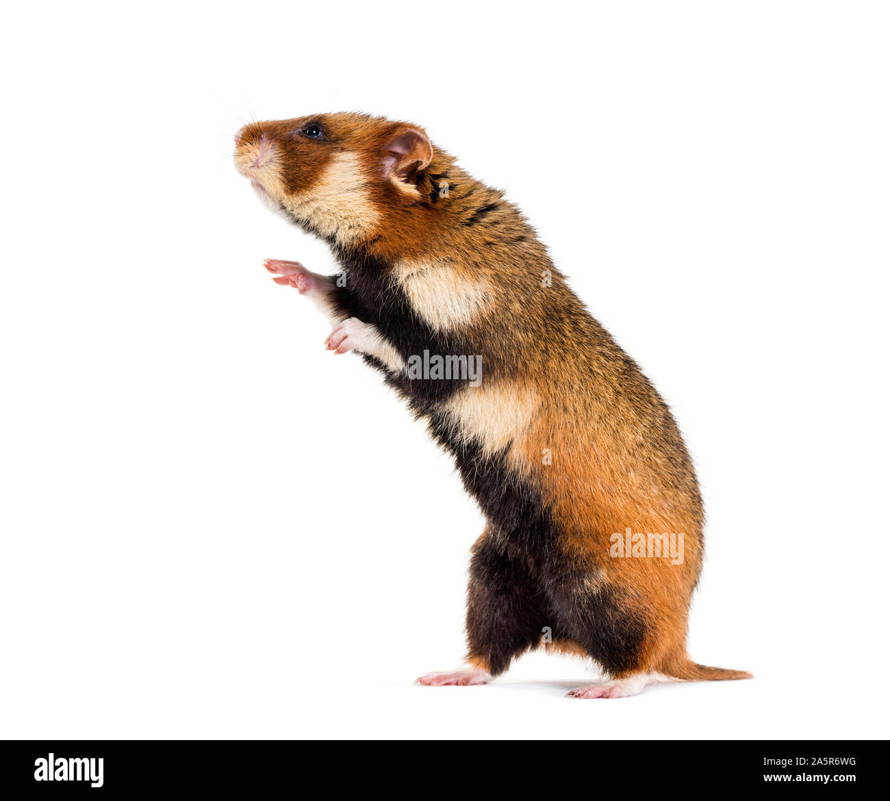 European hamster on hind legs, Cricetus cricetus, in front of white ...