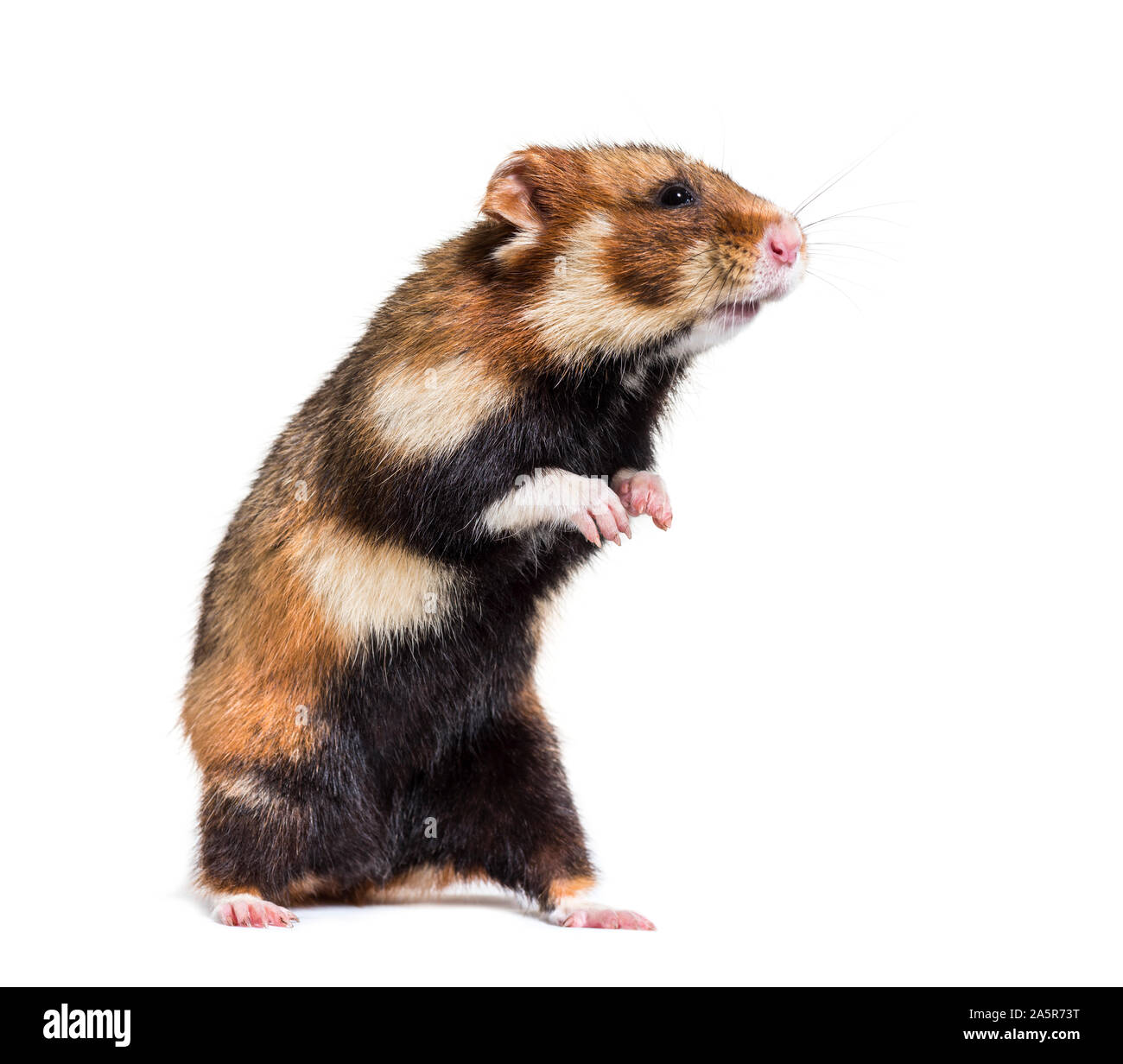 European hamster on hind legs, Cricetus cricetus, in front of white ...